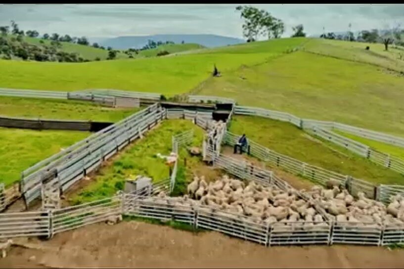 Sheep Races - Farming Solutions Ltd